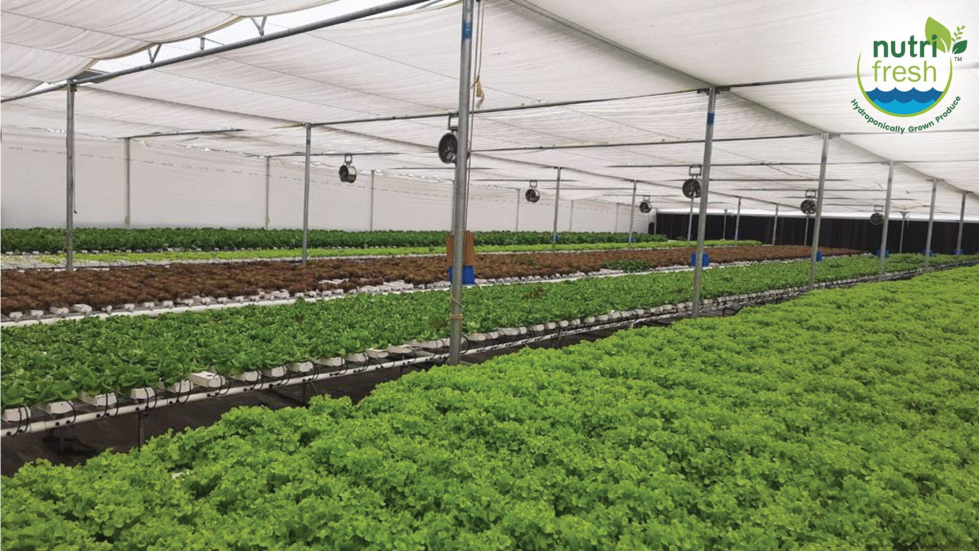 Sustainable Initiatives in hydroponic farming, first time in India, for ...